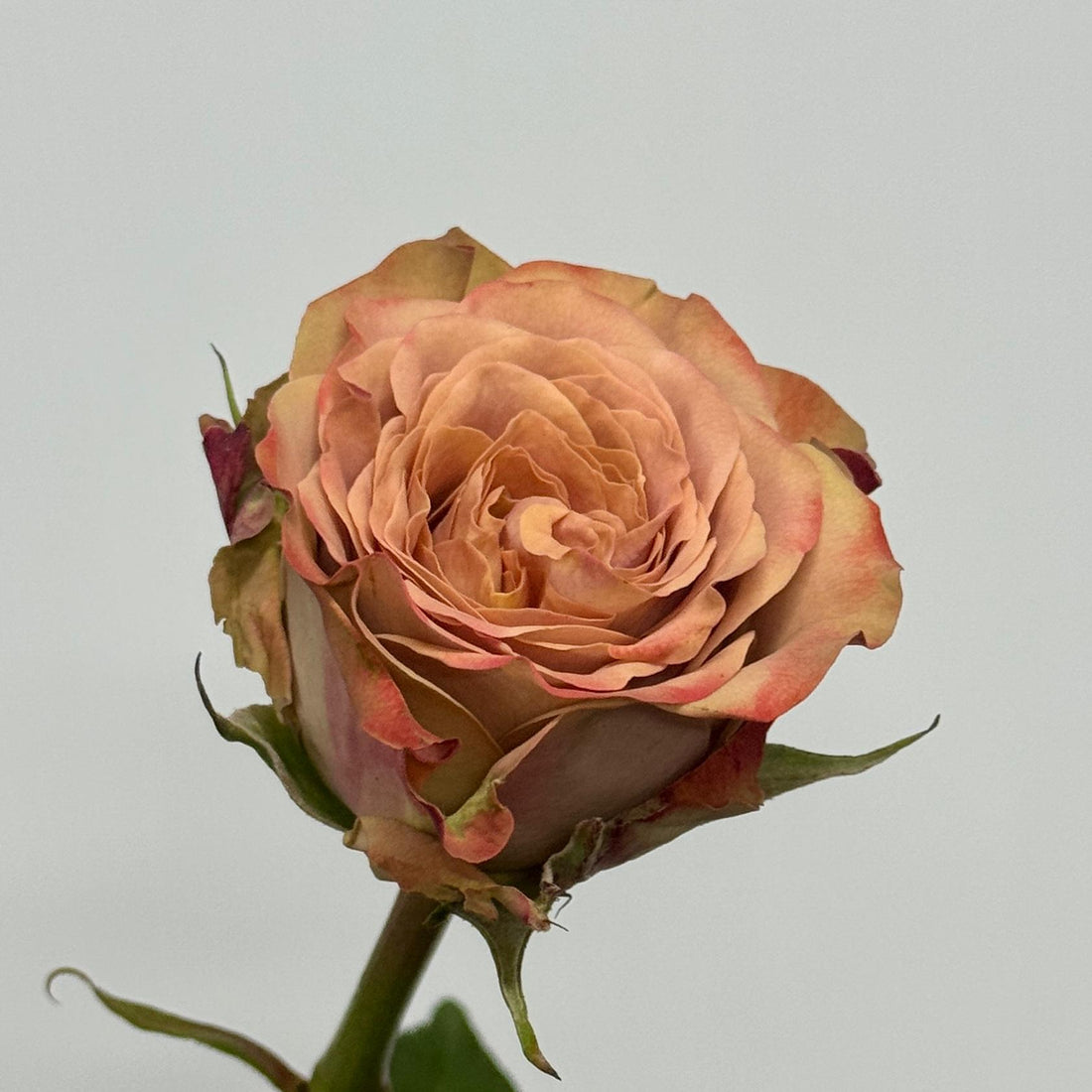 Rose - Cappuccino 卡布奇诺 – Berriful Garden