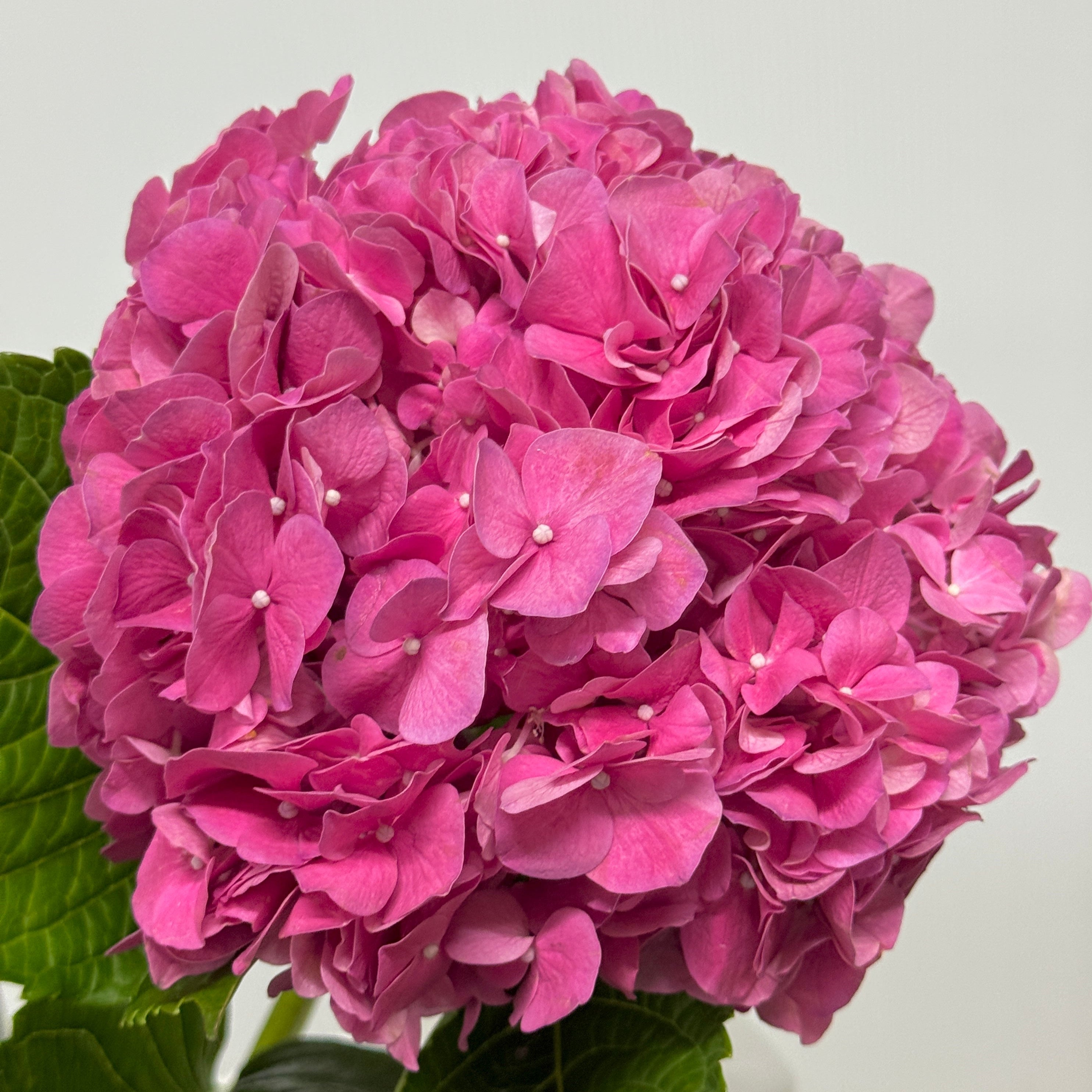 Hydrangea - Dark Pink – Berriful Garden