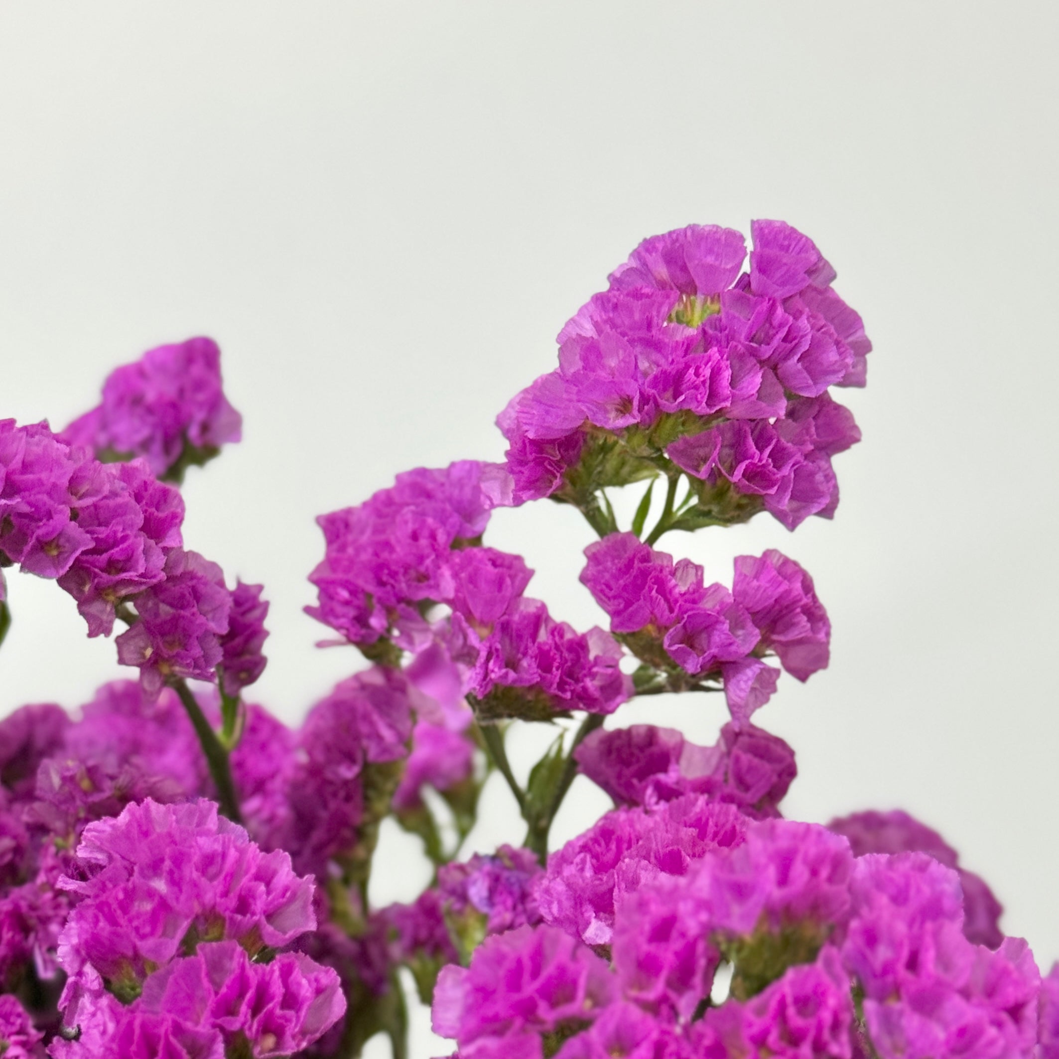 Statice - Red – Berriful Garden