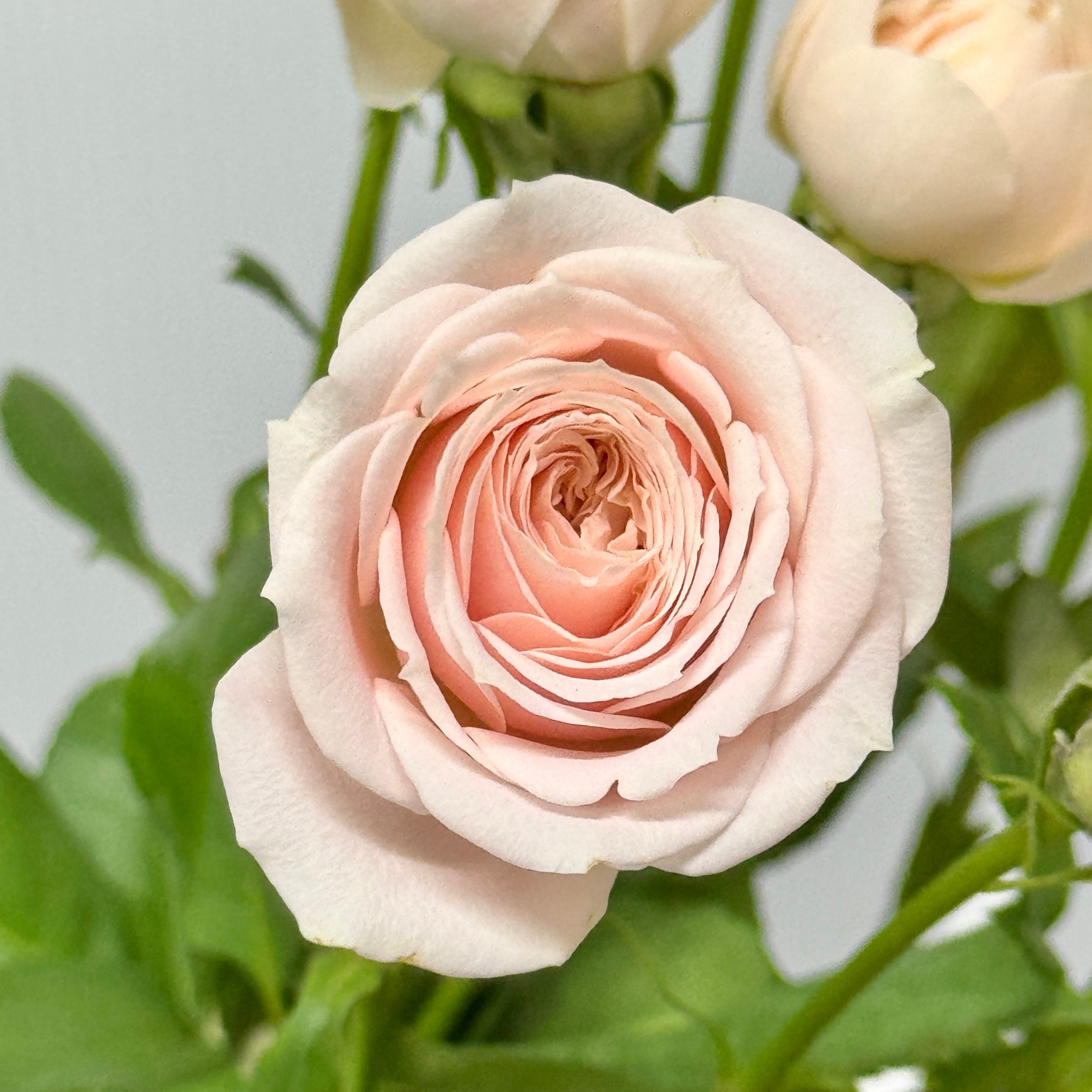 Rose Spray - Jenny Belle 珍妮贝尔 – Berriful Garden