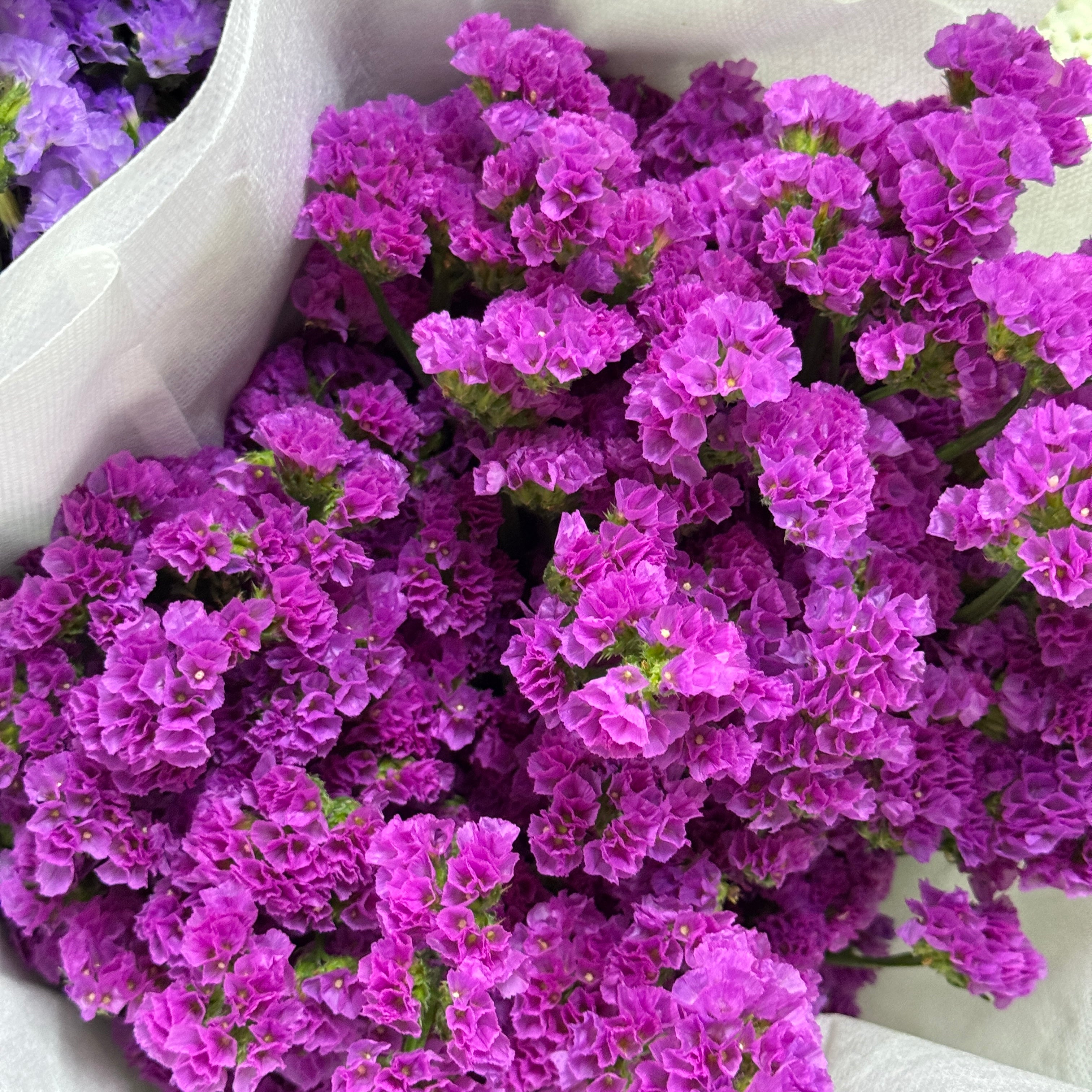 Wholesale Fresh-Cut Flowers & Plants in Malaysia | Berriful Garden