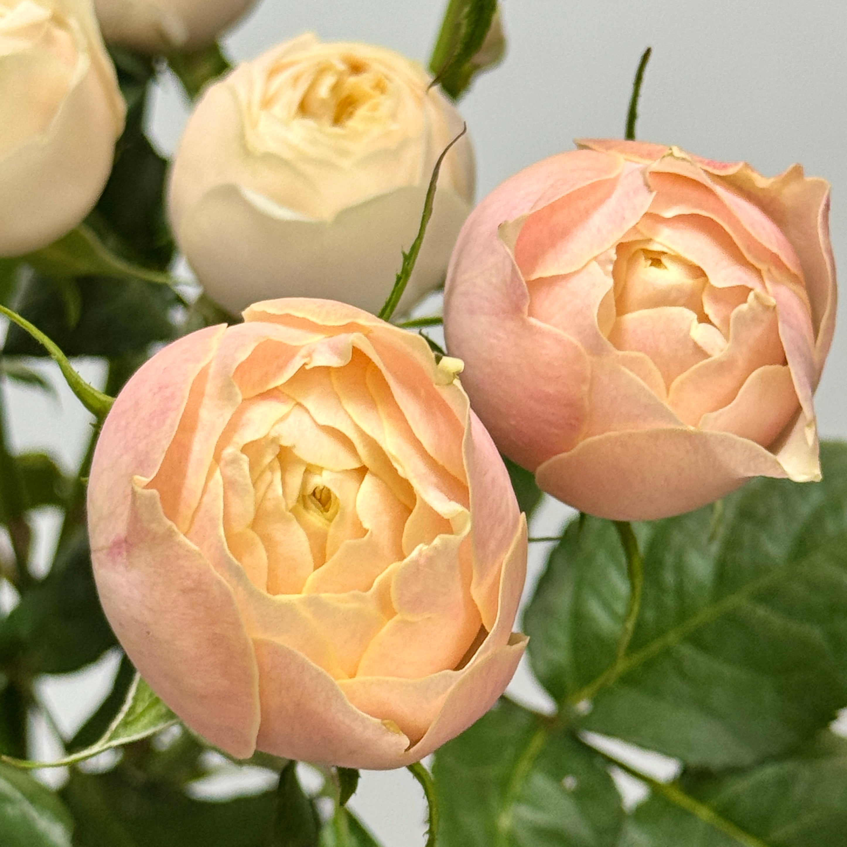 Rose Spray - Darlington 达林顿 – Berriful Garden