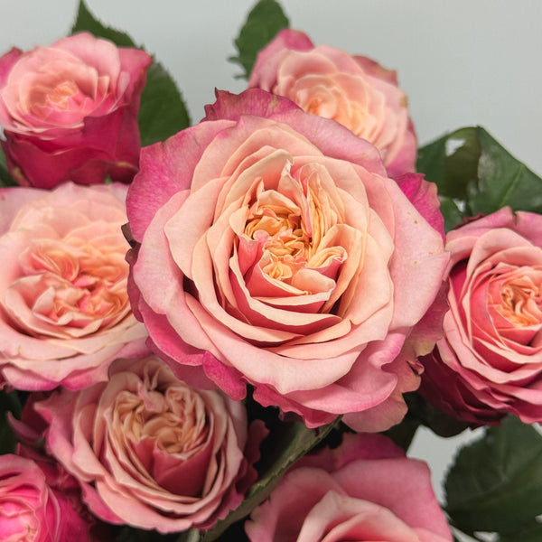 Rose - Alter Ego 闺蜜 – Berriful Garden