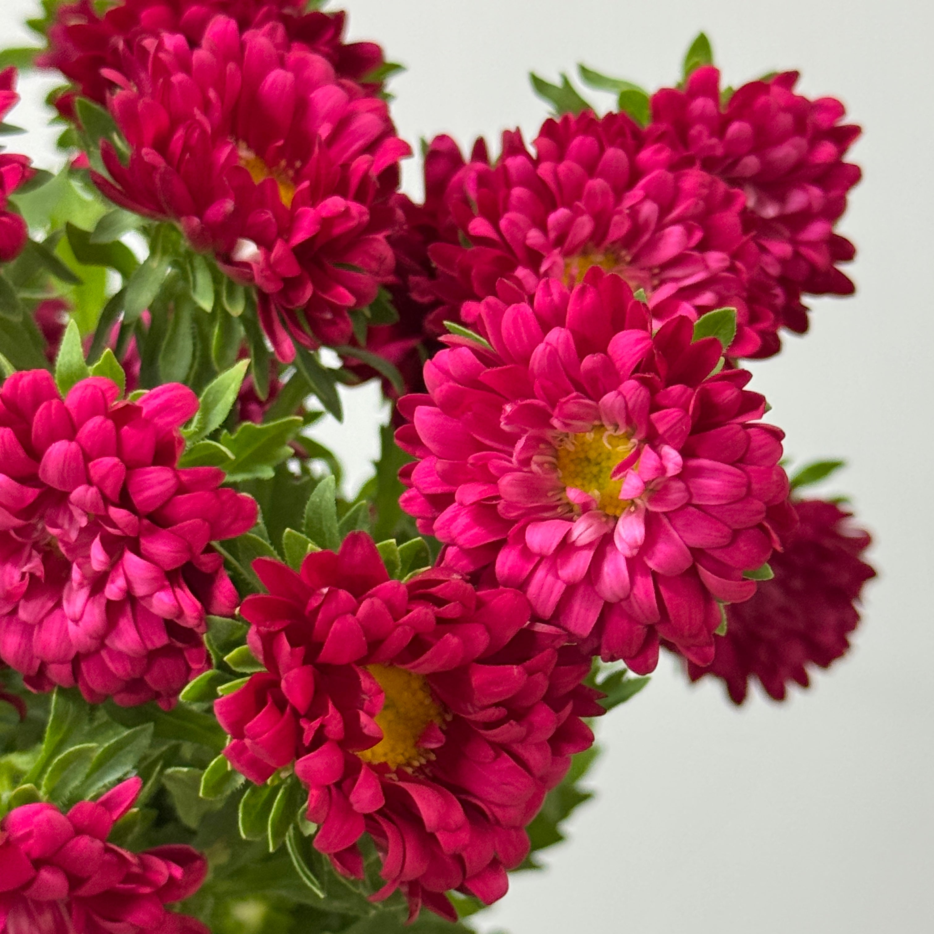Aster - Red – Berriful Garden